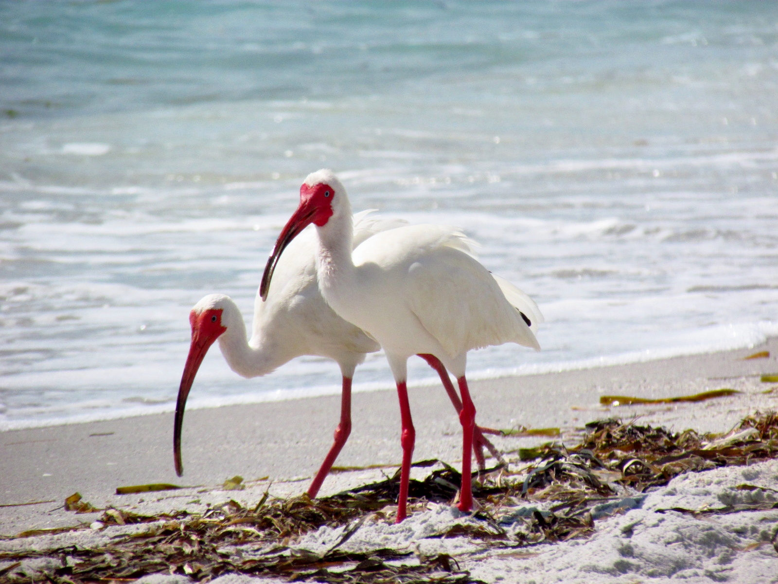 Joan and Dan's Birding Blog: White Ibis