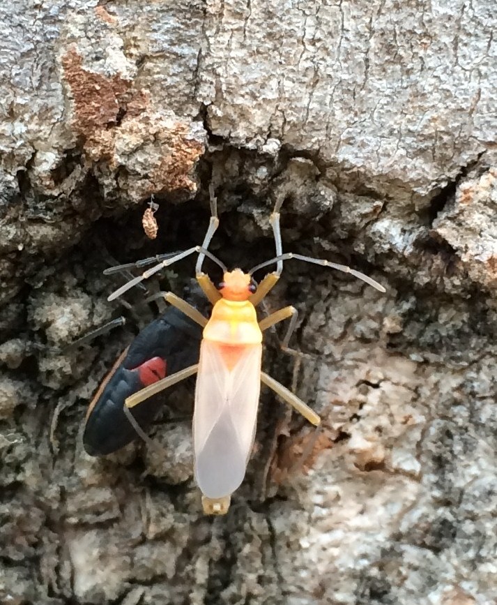 EntomoBloG: Stenomacra marginella, el insecto de los parques.