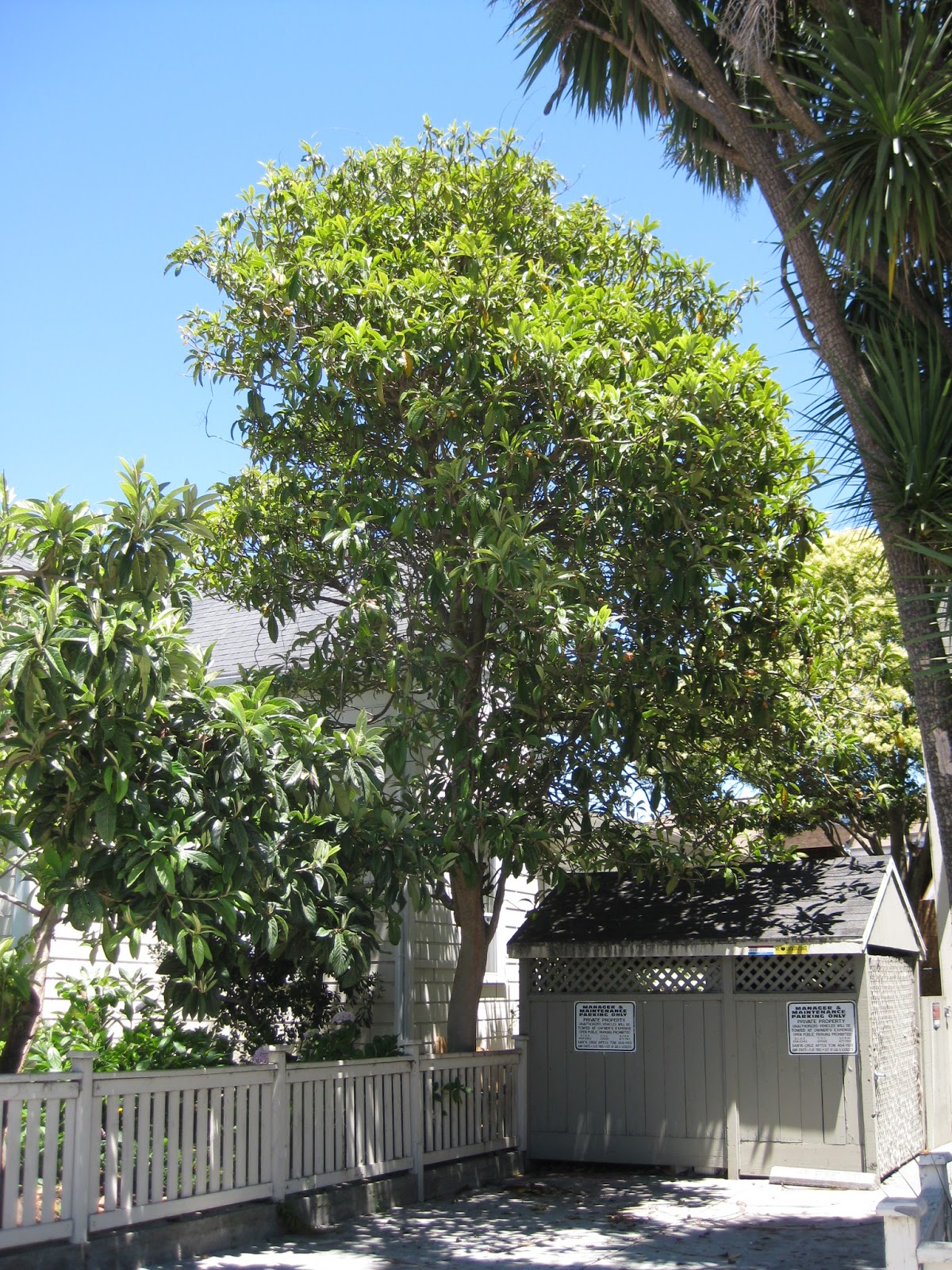 Trees of Santa Cruz County: Eriobotrya japonica - Loquat