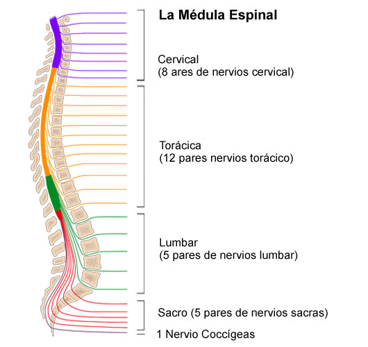 Neuroaprende : Médula espinal