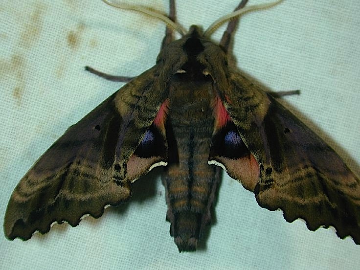 Field Biology in Southeastern Ohio: Sphinx Moths & Prominent Moths