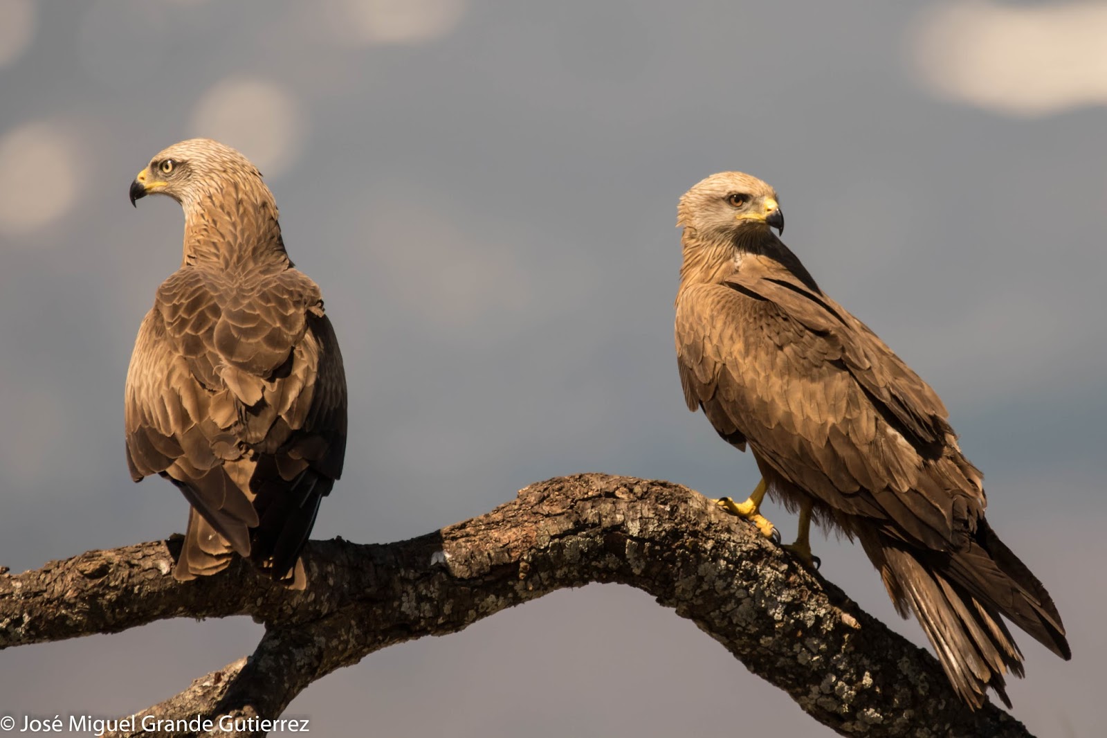 AVES DEL CIELO - BIRDS OF HEAVEN: milano negro (Milvus migrans)-Black kite