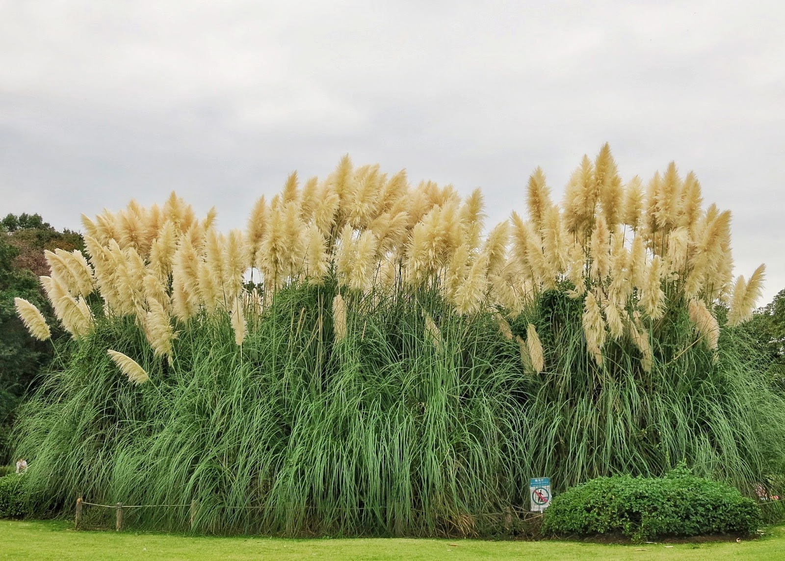 吉祥寺などの情報をゆる～く紹介！: 神代植物公園の「巨大ススキ」