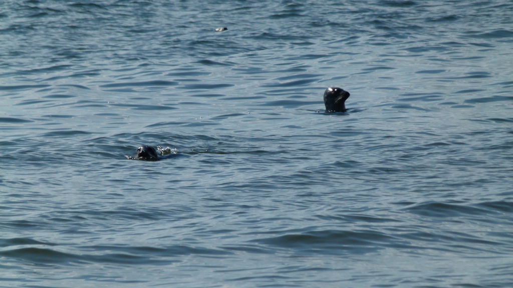 Images d'un retraité: Phoque ou loup marin?