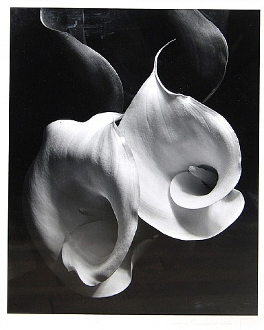 Nicole Meiring Photography: Master Photographer - Imogen Cunningham