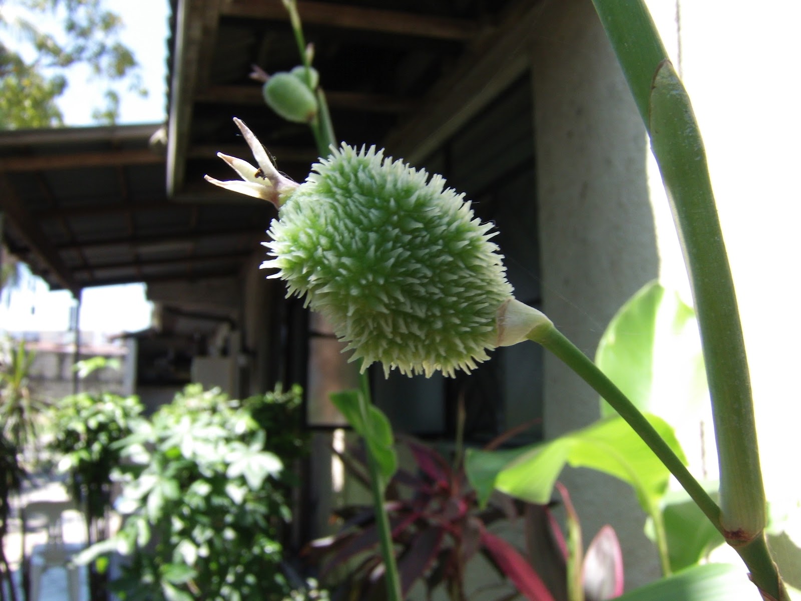 A Weekender's Blogger: GE G100 Camera Review and Sample Shots