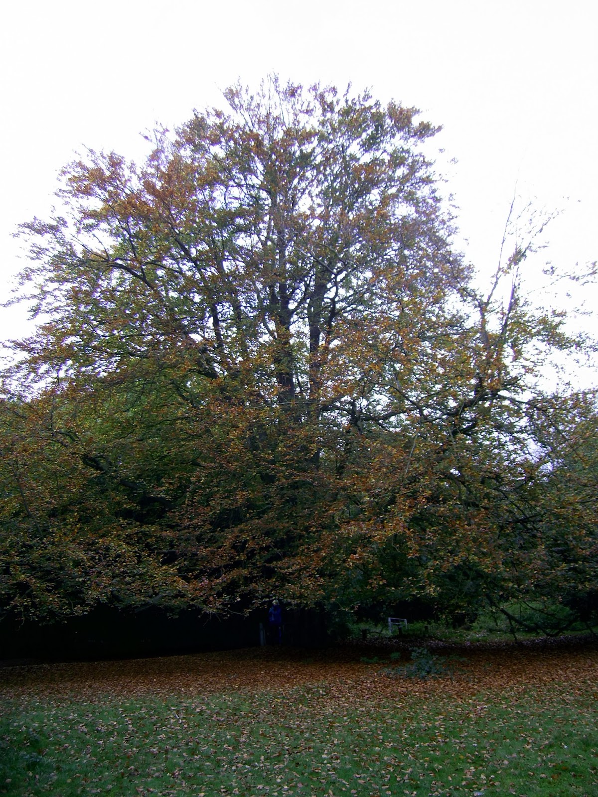 Giant Trees From Around The World