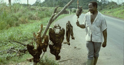 Wildlife Vet, Author, Storyteller: Bushmeat in Canada