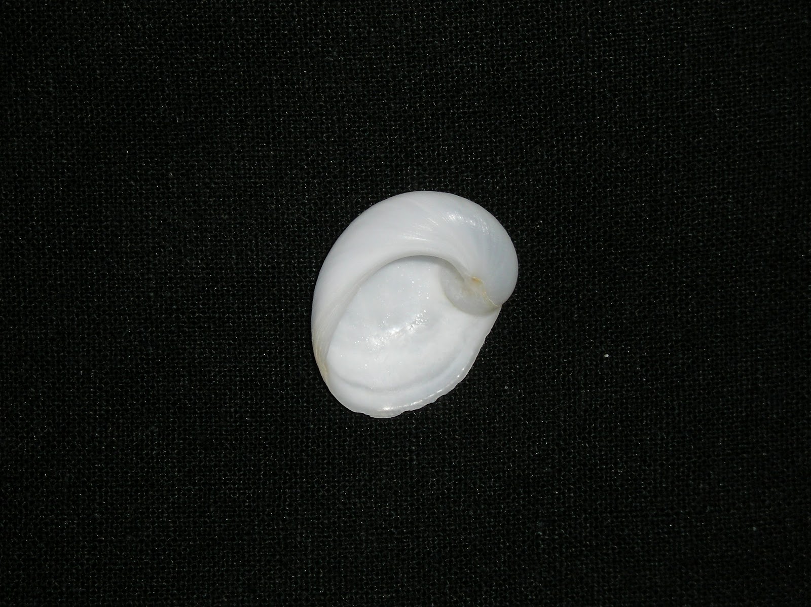 Ocracoke Island Journal: Baby's Ear