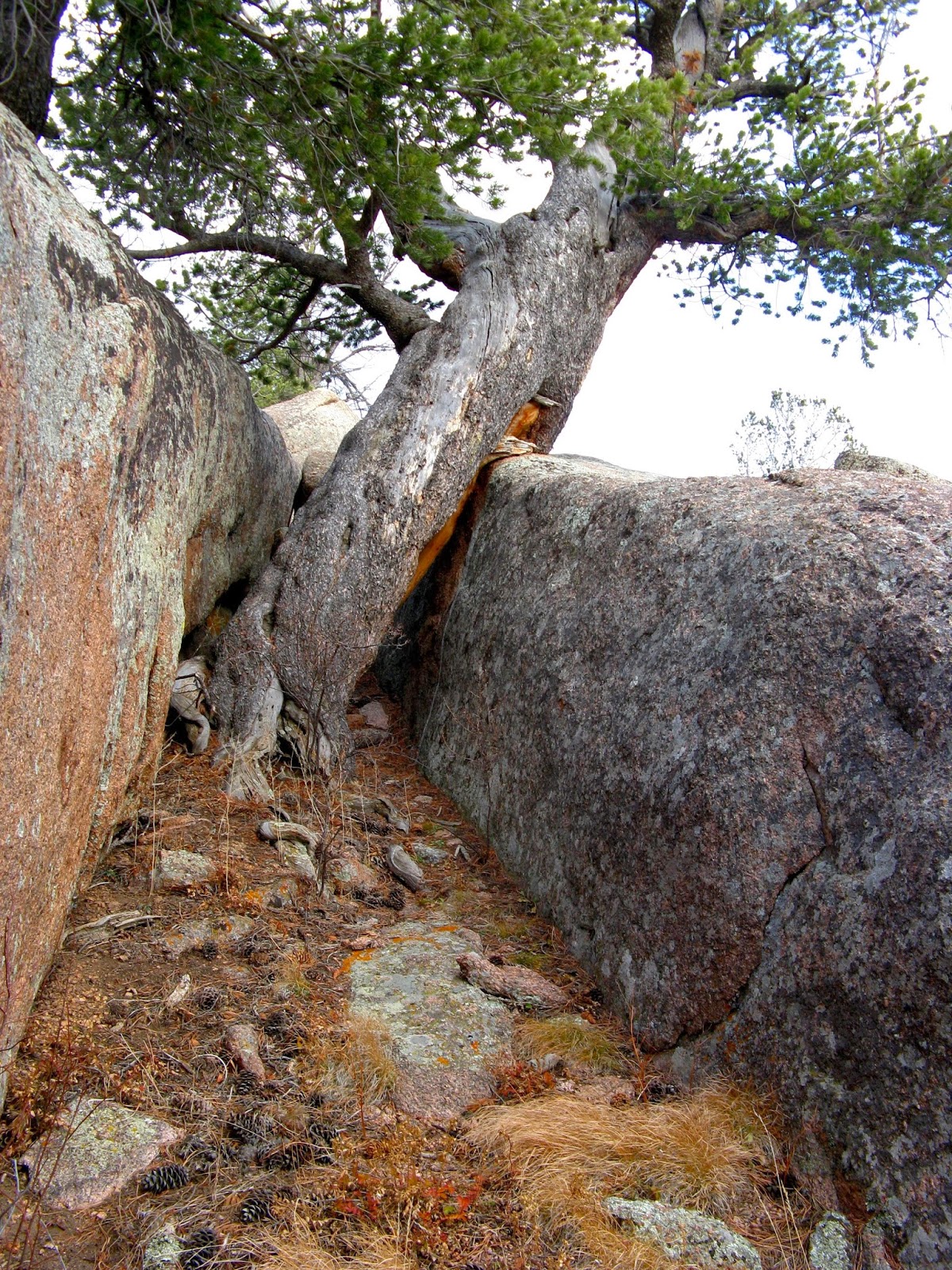 In the Company of Plants and Rocks: Autumn Tree Strategies II