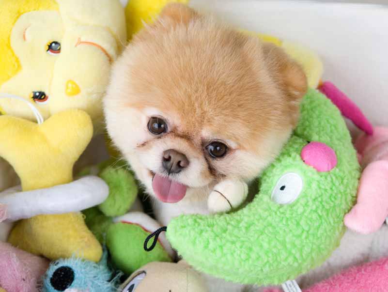 Les bonheurs de Cassandre: Boo le plus chou des chiens