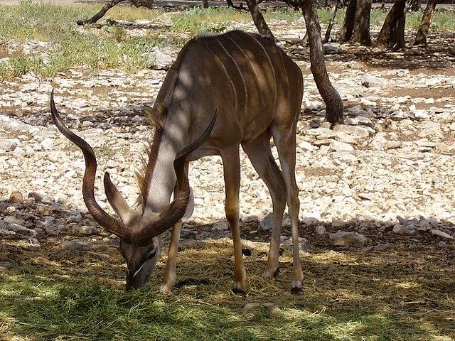 South African Kudu Poop Spitting Sport | Chic African Culture