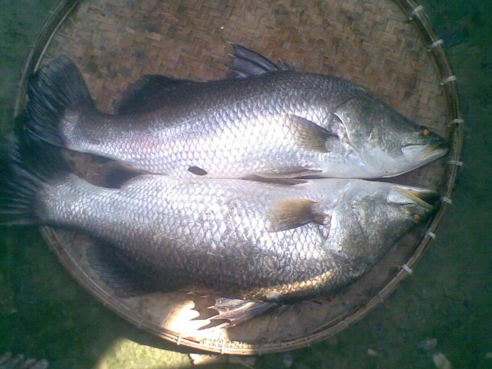 Popular Fishes In Odisha - Odia Khana Khazana | Odisha Recipes | Odisha ...