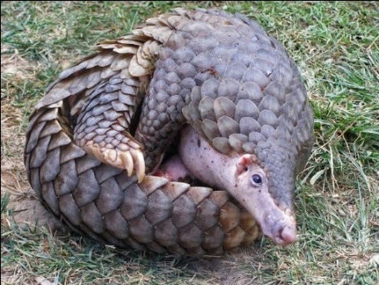 Philippine Pangolin Animals | Amazing Facts & Latest Pictures | The ...