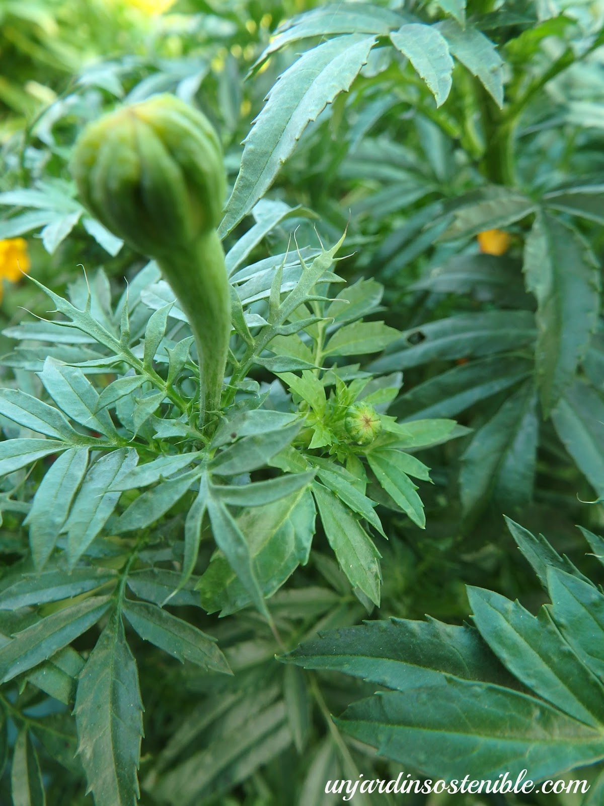 Tagete patula (Clavel turco, Clavel de moro etc.)