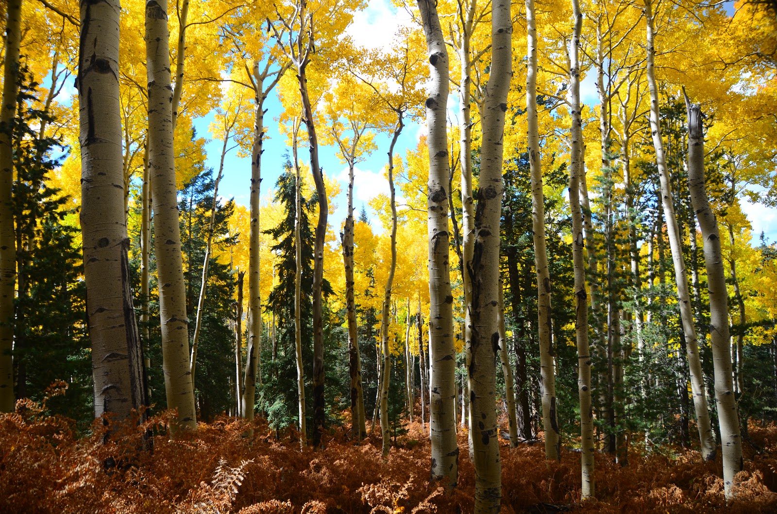 Fall Foliage in Flagstaff!