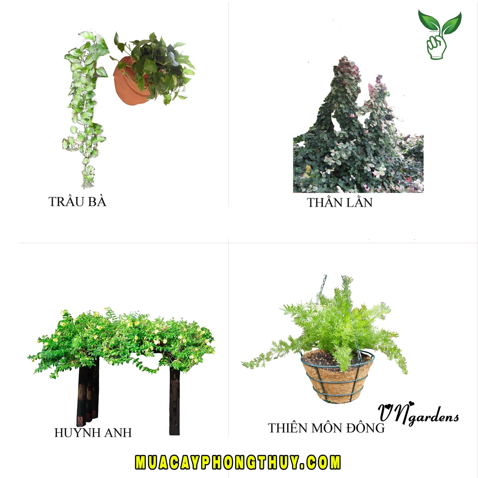 NHỮNG LOẠI CÂY DÂY LEO ĐẸP – CÂY DÂY LEO ĐẸP DỄ TRỒNG | MUA CÂY PHONG THỦY