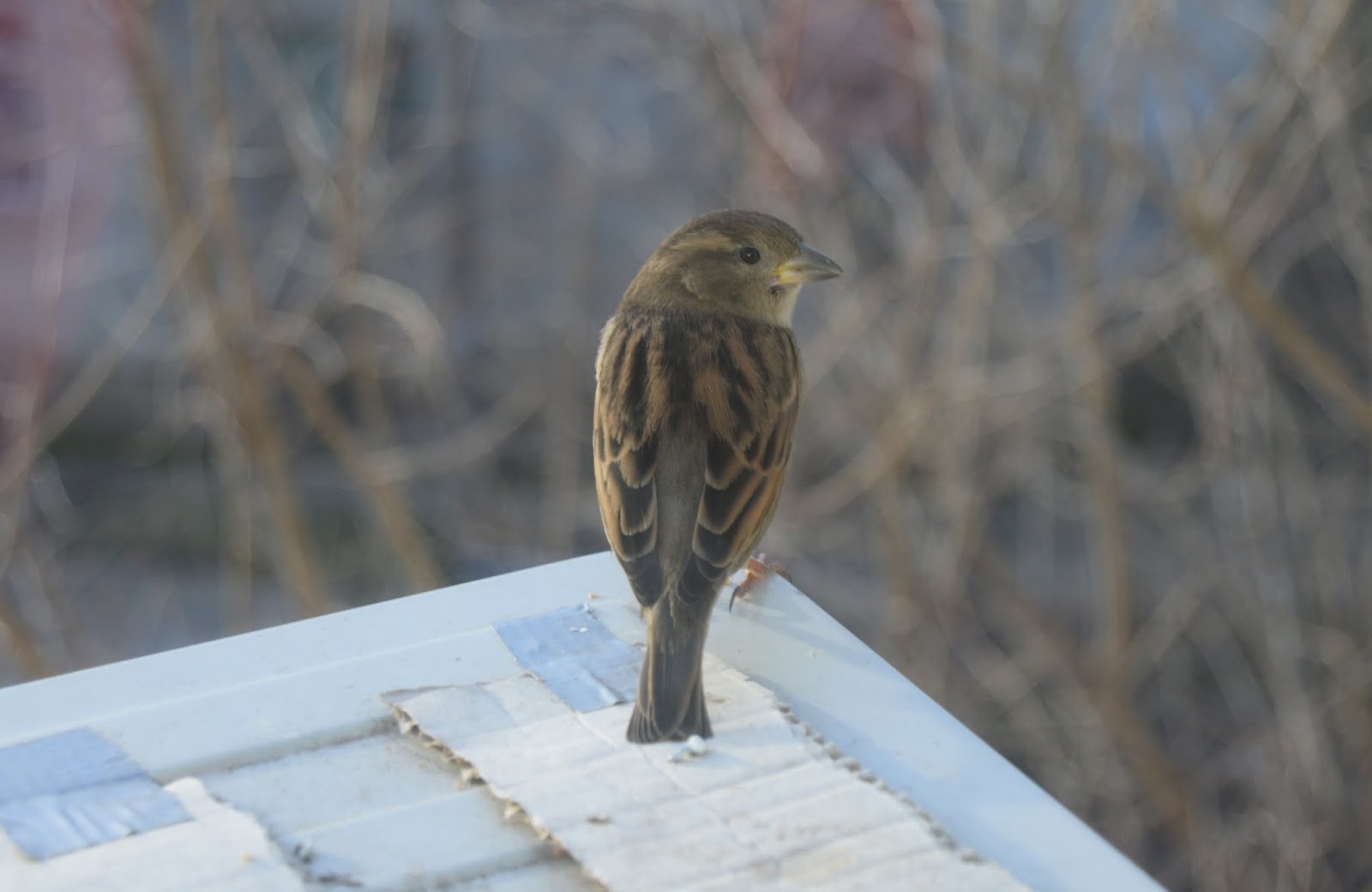 Frumusetile naturii: Vrabia de casa (Passer domesticus)