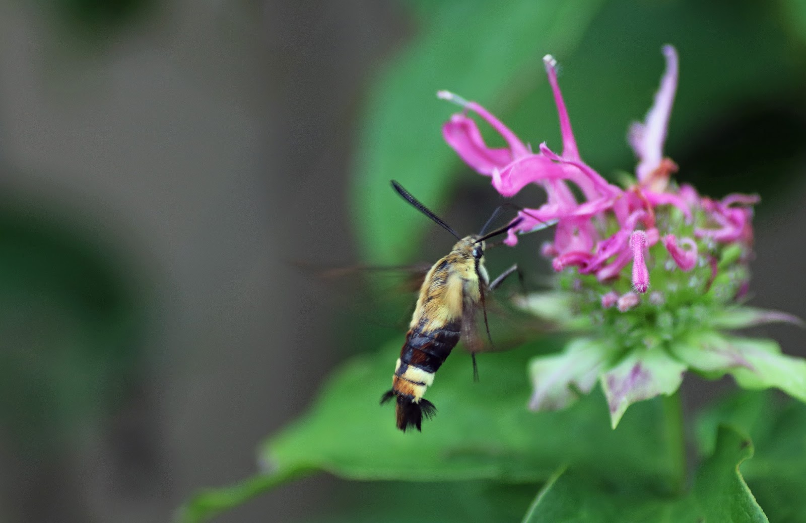 MObugs: Snowberry Clearwing Moth
