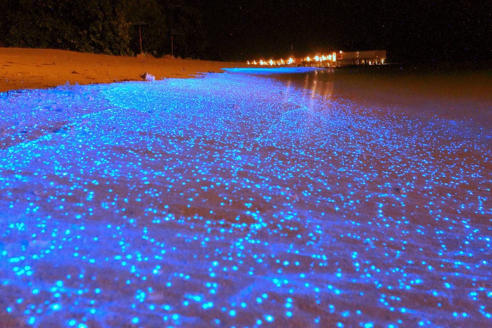 Stamp My Passport: Bioluminescencent Light in the Ocean: Neon-blue ...