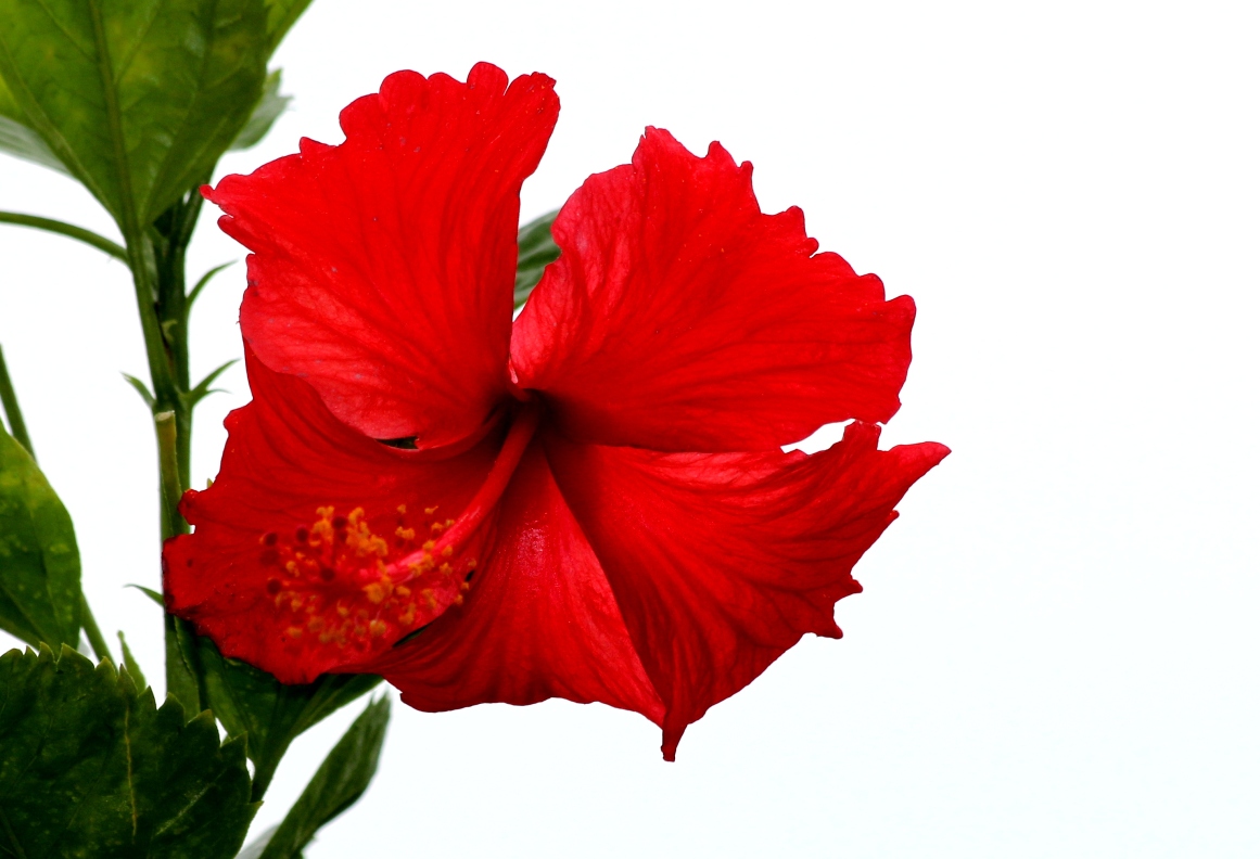 Cherishing India.....: Flowers of Odisha: part III......