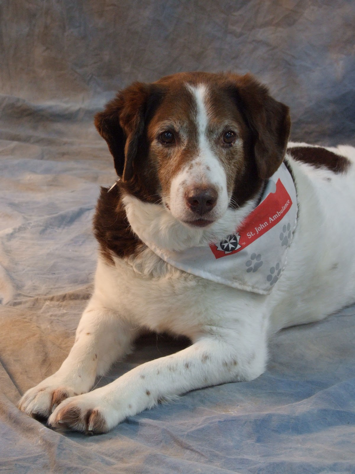 Kobi Pup: Dogs around Halifax NS: Therapy Dog FYI