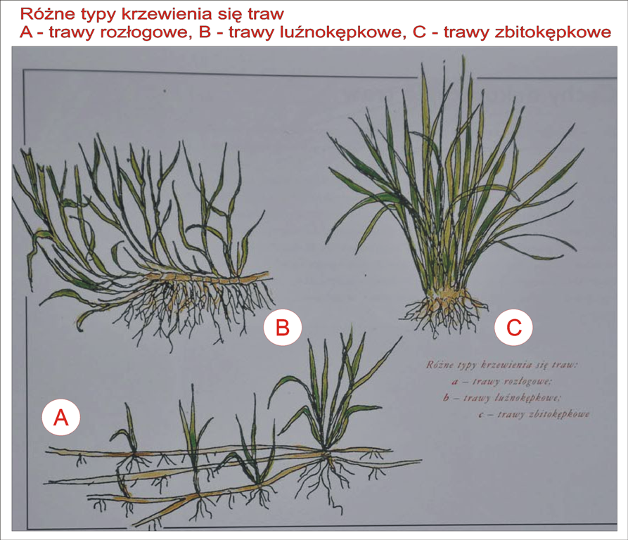 CZY TRAWA JEST ZAWSZE ZIELONA? | ZIELONA METAMORFOZA - blog o ...