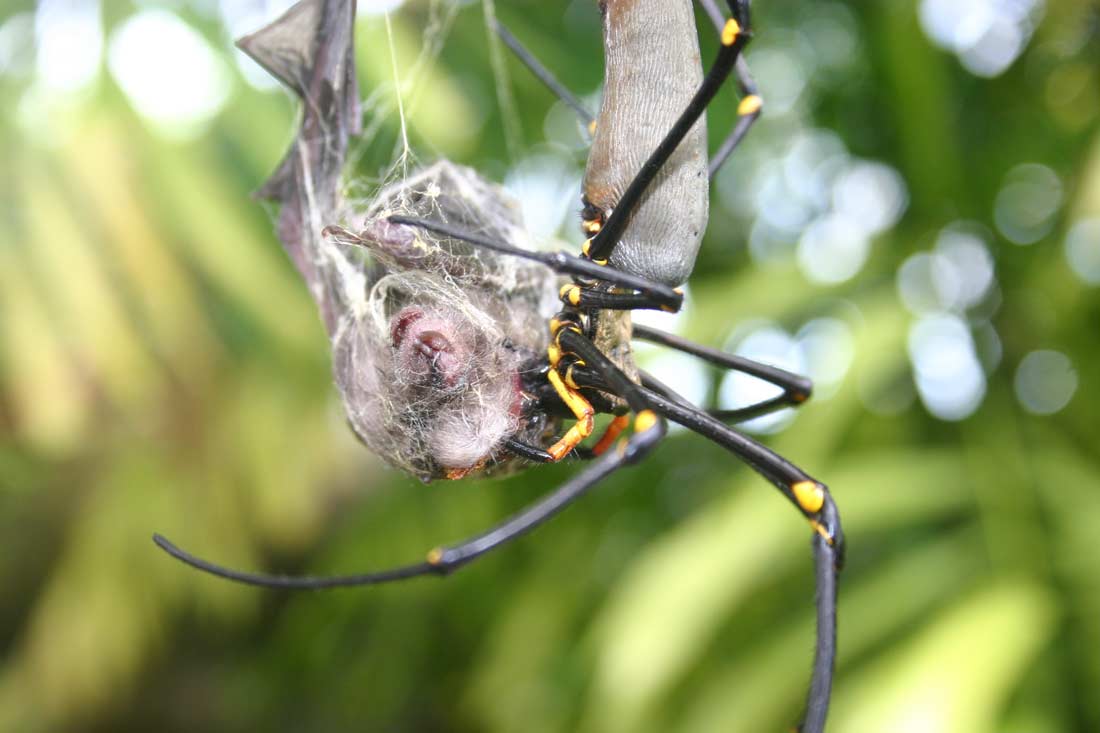 Species New to Science: [Mammalogy / Ecology • Arachnology • 2013] Bat ...