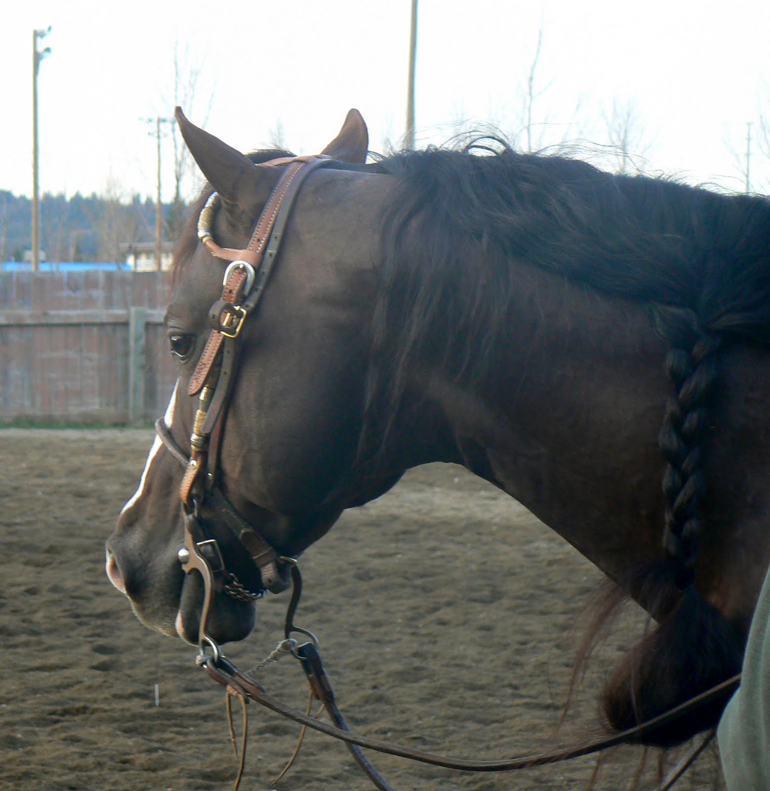 100 Mile Sliders Reining Club: Some Prince George Spring Slide candids