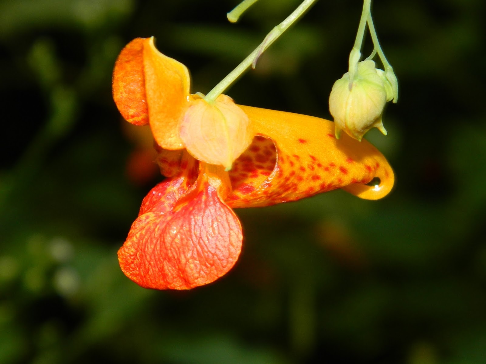 Lise's Log Cabin Life: The Exquisite Jewelweed Bloom
