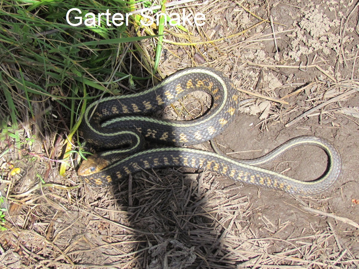 Red Spotted Garter Snakes Oregon