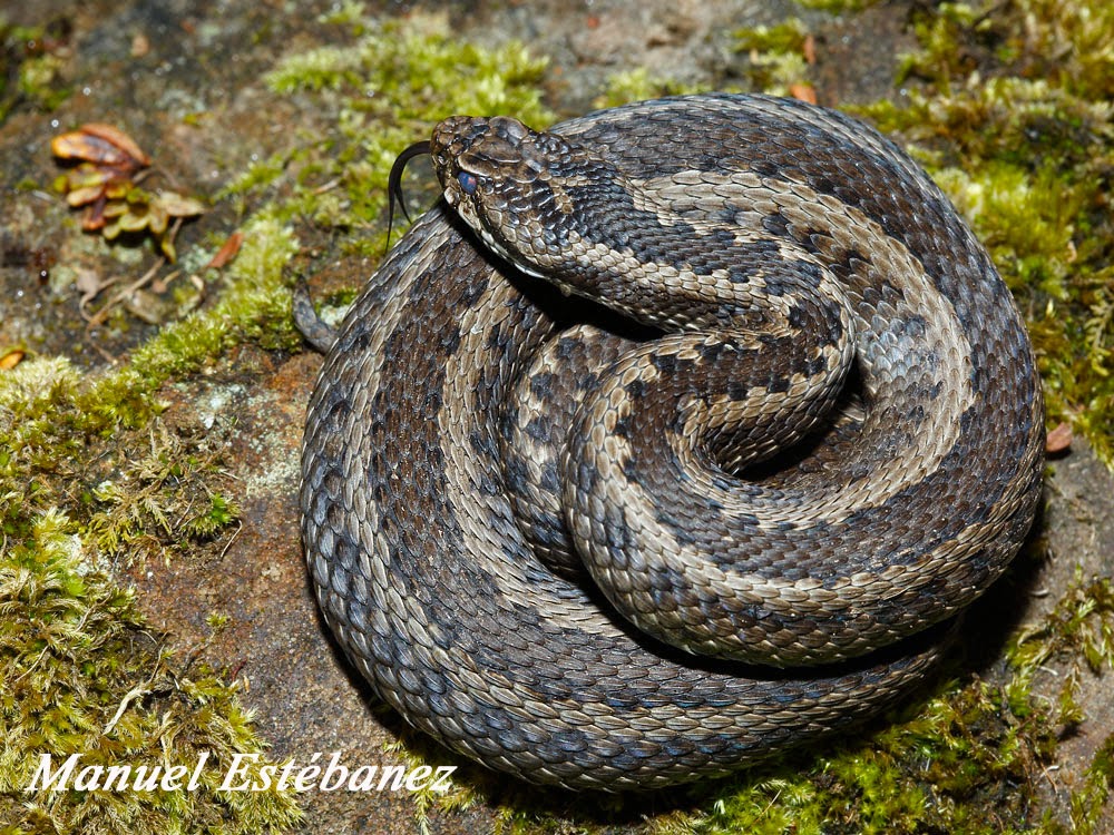 Miradas Cantábricas: Víbora de Seoane o cantábrica (Vipera seoanei ...