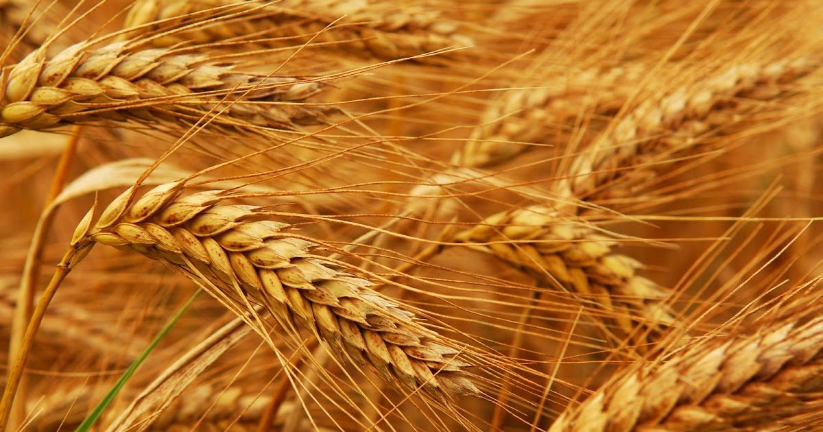 CUIDADO CON LAS ESPIGAS !!!