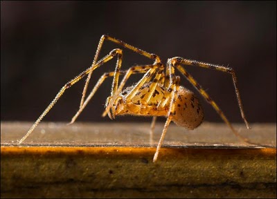Spitting spider | The Life of Animals
