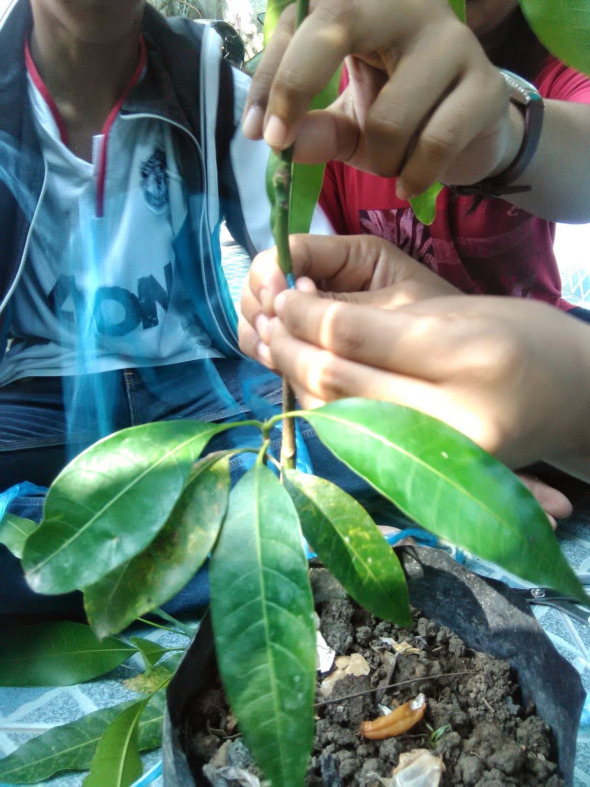 Metode Mengenten (vegetatif buatan) ~ NEVER GIVE UP