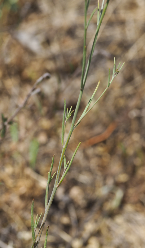 Paseos por la naturaleza: Linaria spartea. Baleo montesino.