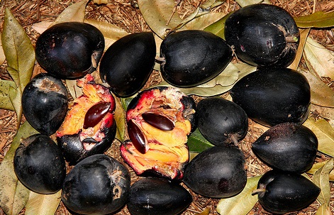 Fruit Warehouse: Black Apple ( Pouteria australis)