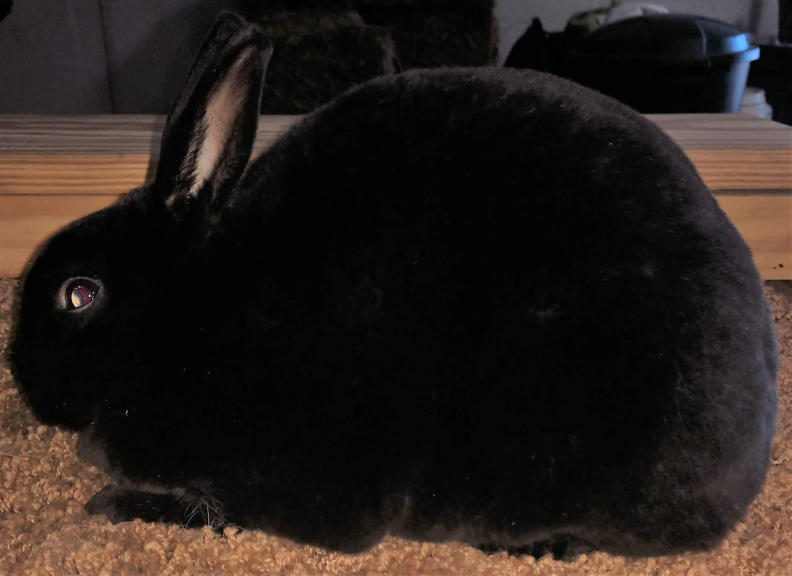 Black Mini Rex Rabbits
