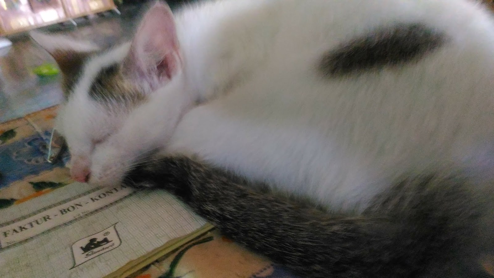 Diana situmorang: KUCING MANJA PART II