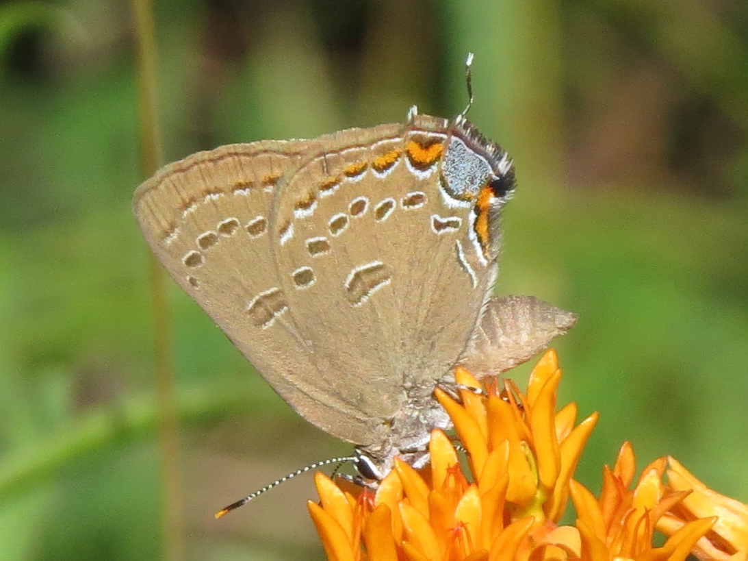 Blue Jay Barrens: Edwards' Hairstreak Census