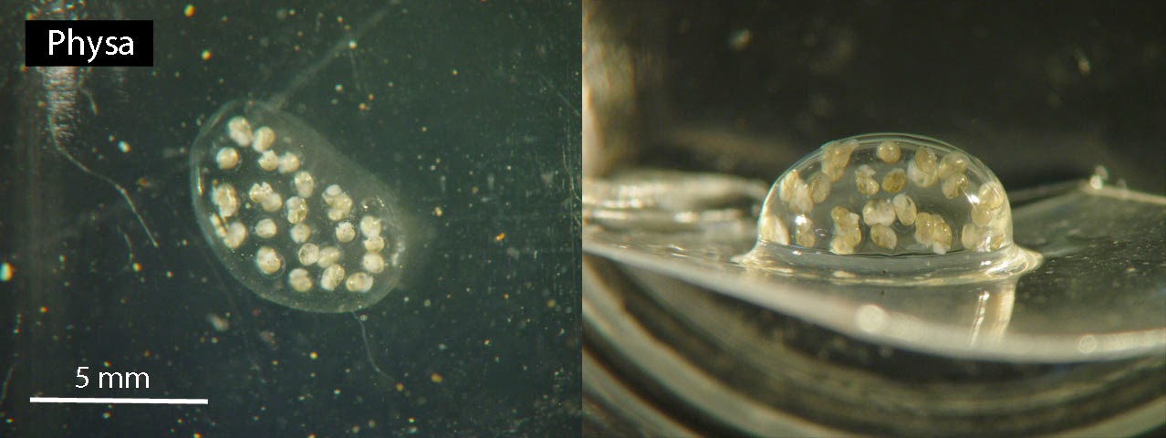 Jelly-like blobs attached to bottom of river rocks? : biology