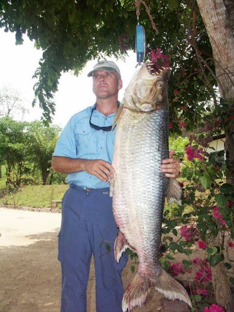 Haiwan: Ikan Goliath Tiger