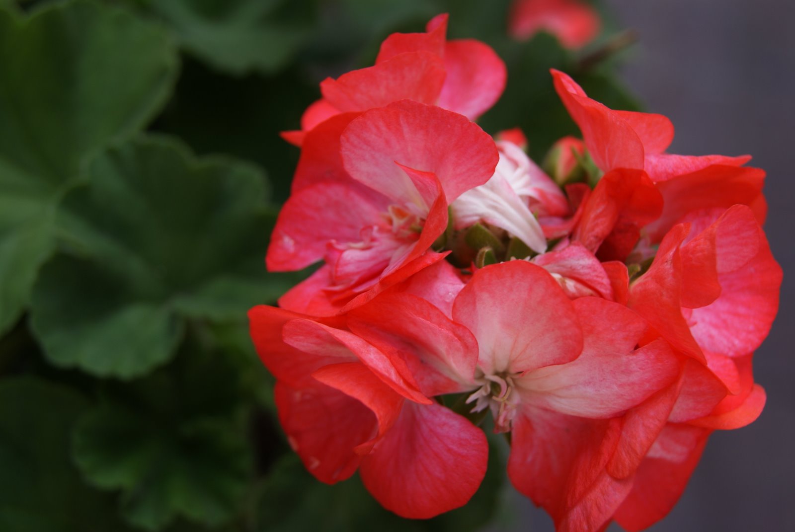 2012 BDP Calendar Photo Competition - A World of Pride: Astounding ...