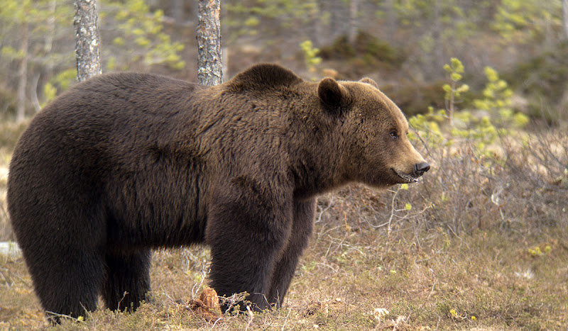 Weedon's World of Nature: Bear Bum (& other digiscoped bears)