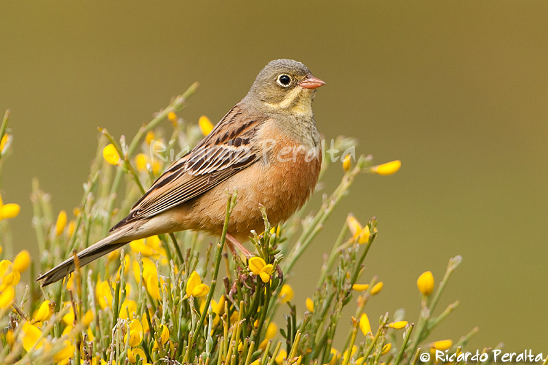 Ricardo Peralta. Fotógrafo de Naturaleza: 2011
