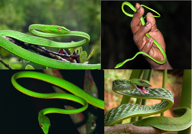 भारतीय साप