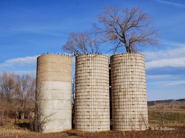 Olderberry: Photo: Silo Trees in Colorado