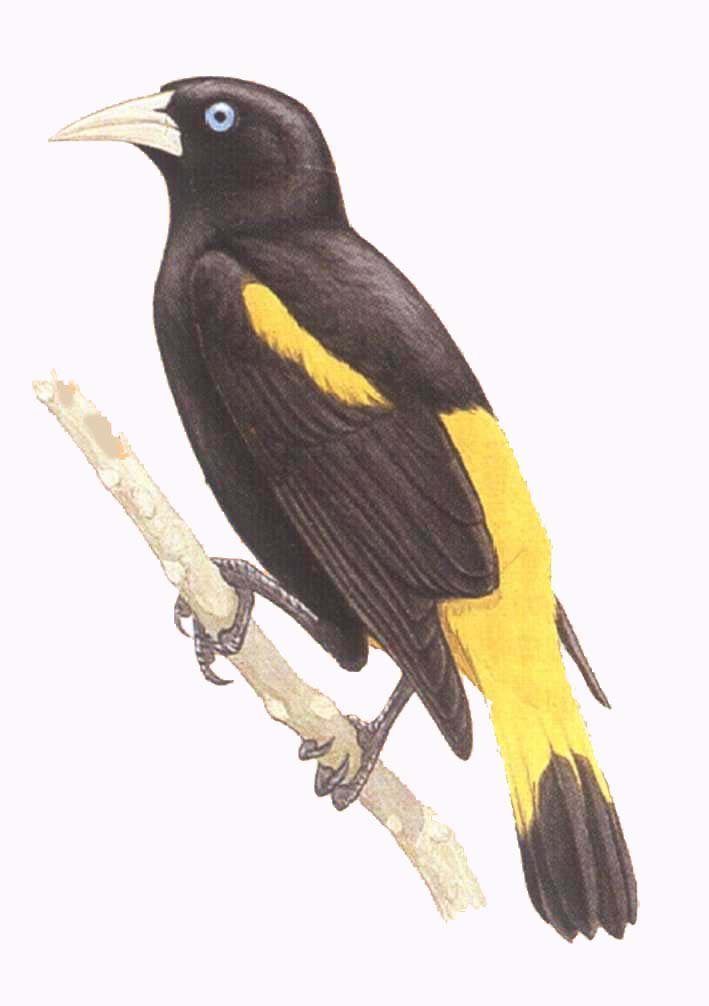 Flanar: O voo do xexéu