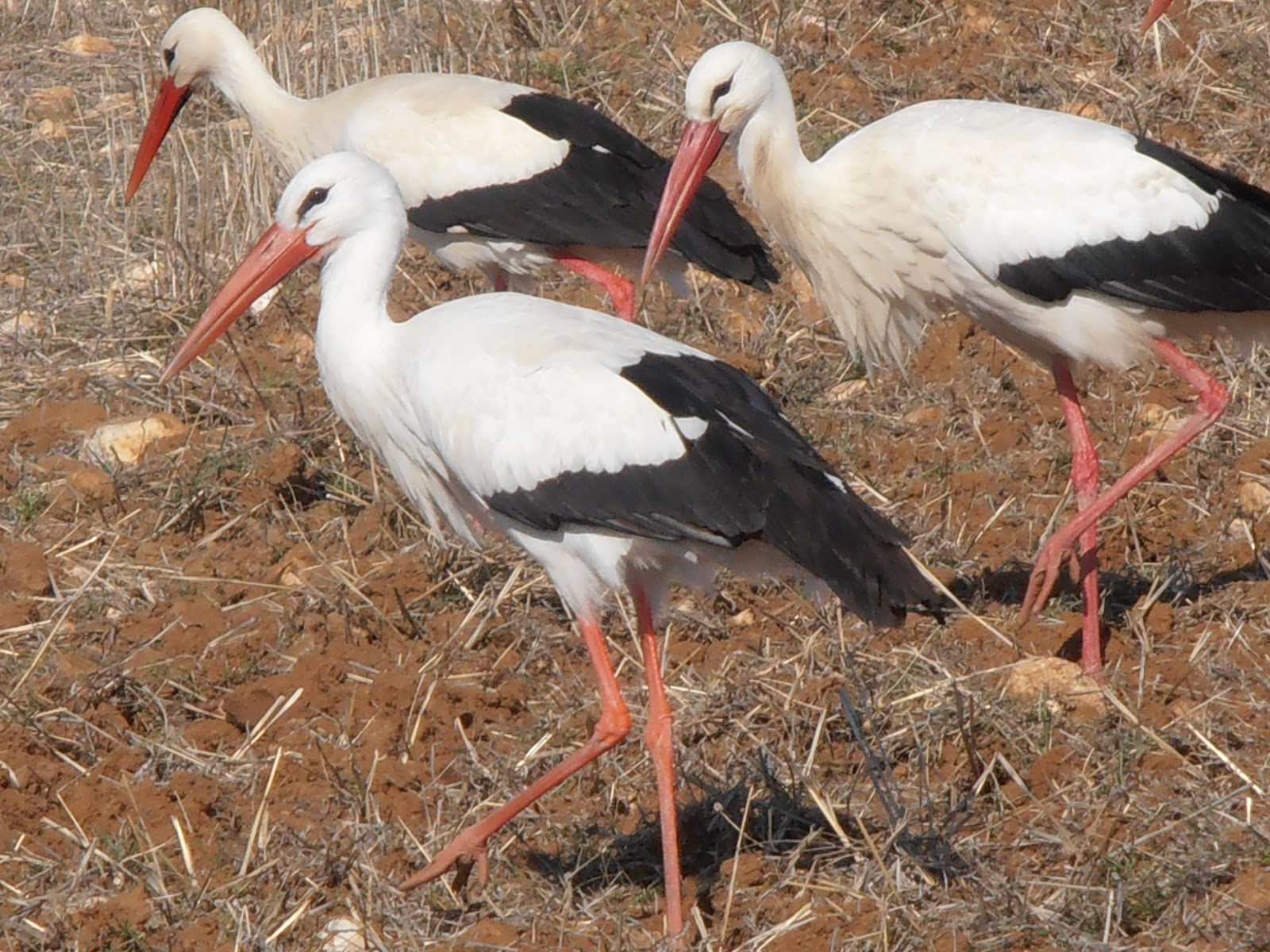 CIGÜEÑA: Ciconia ciconia | Plantas rioMoros