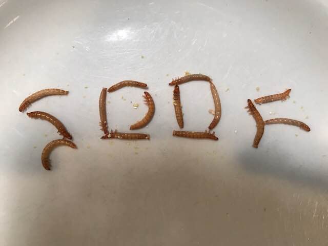 proseandkahn: Author Visit: Sarah Weeks Day at My School!